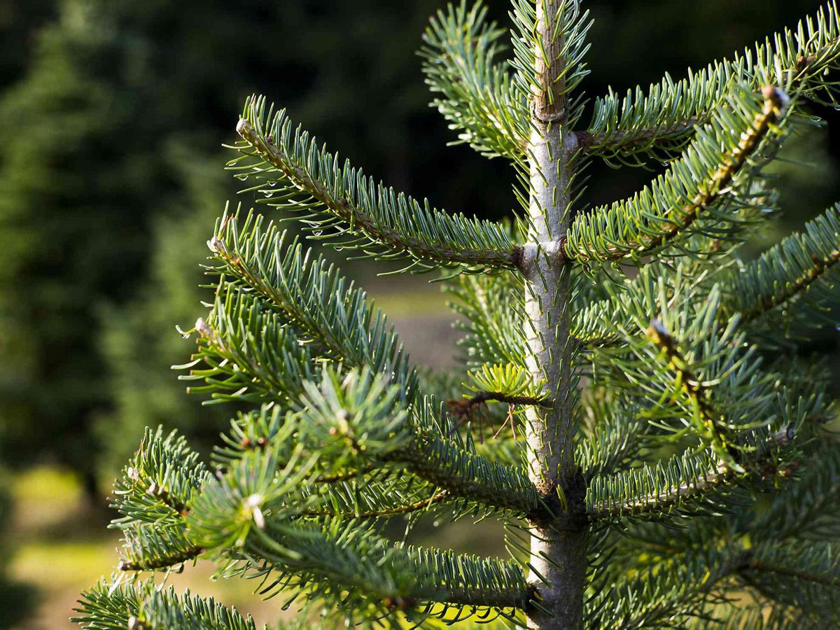 Usos Medicinales del Abeto - Salud y Homeopatía : MiSabueso.com