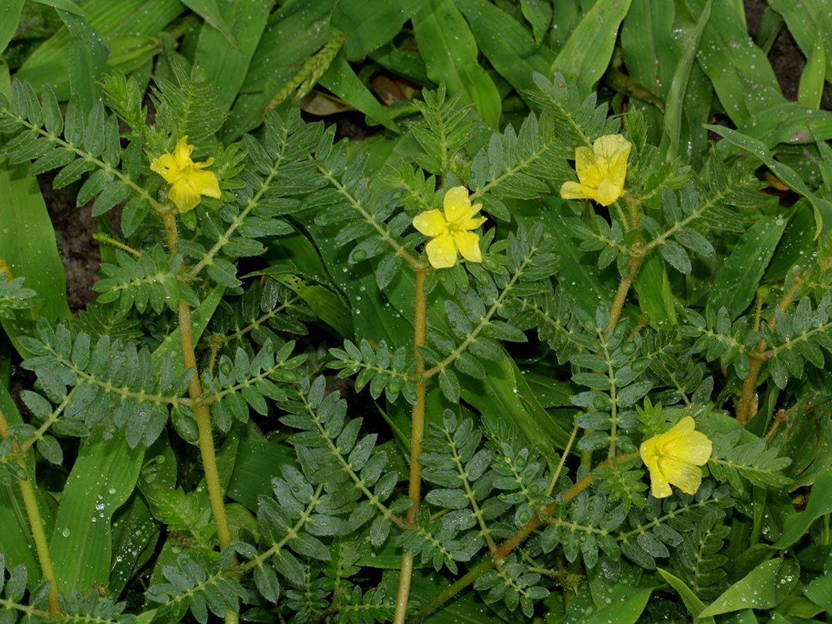 Usos Medicinales del Abrojo - Salud y Homeopatía : MiSabueso.com