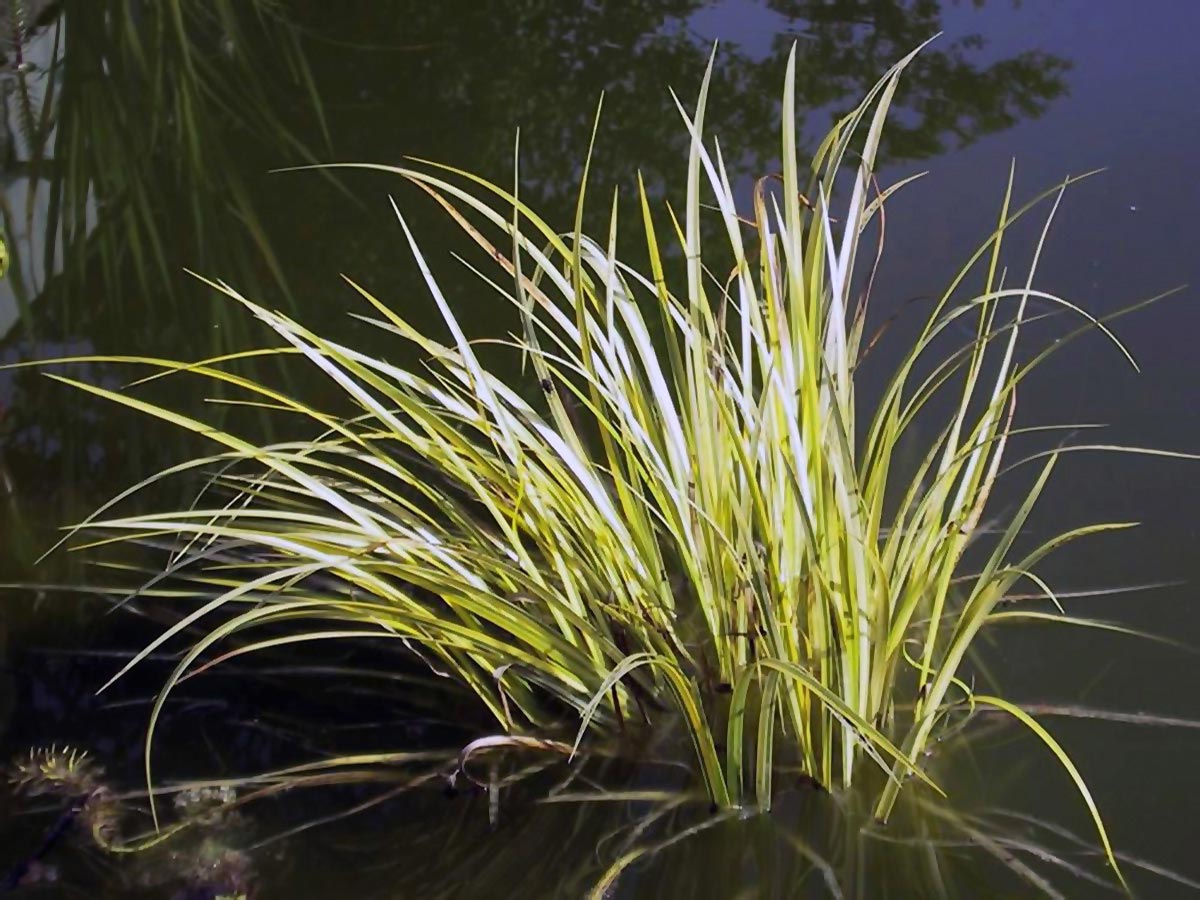 Usos Medicinales del Acoro - Salud y Homeopatía : MiSabueso.com