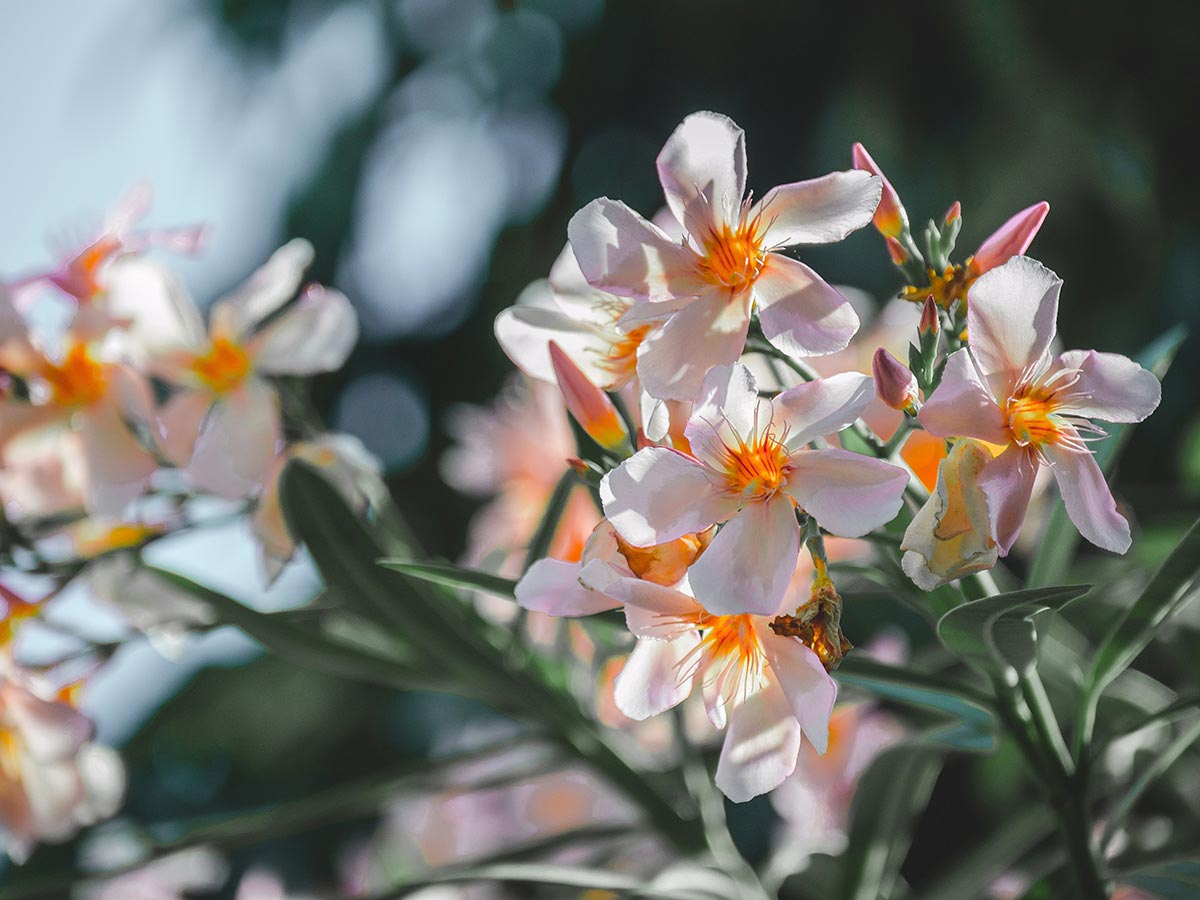 Usos Medicinales de la Adelfa - Salud y Homeopatía : MiSabueso.com