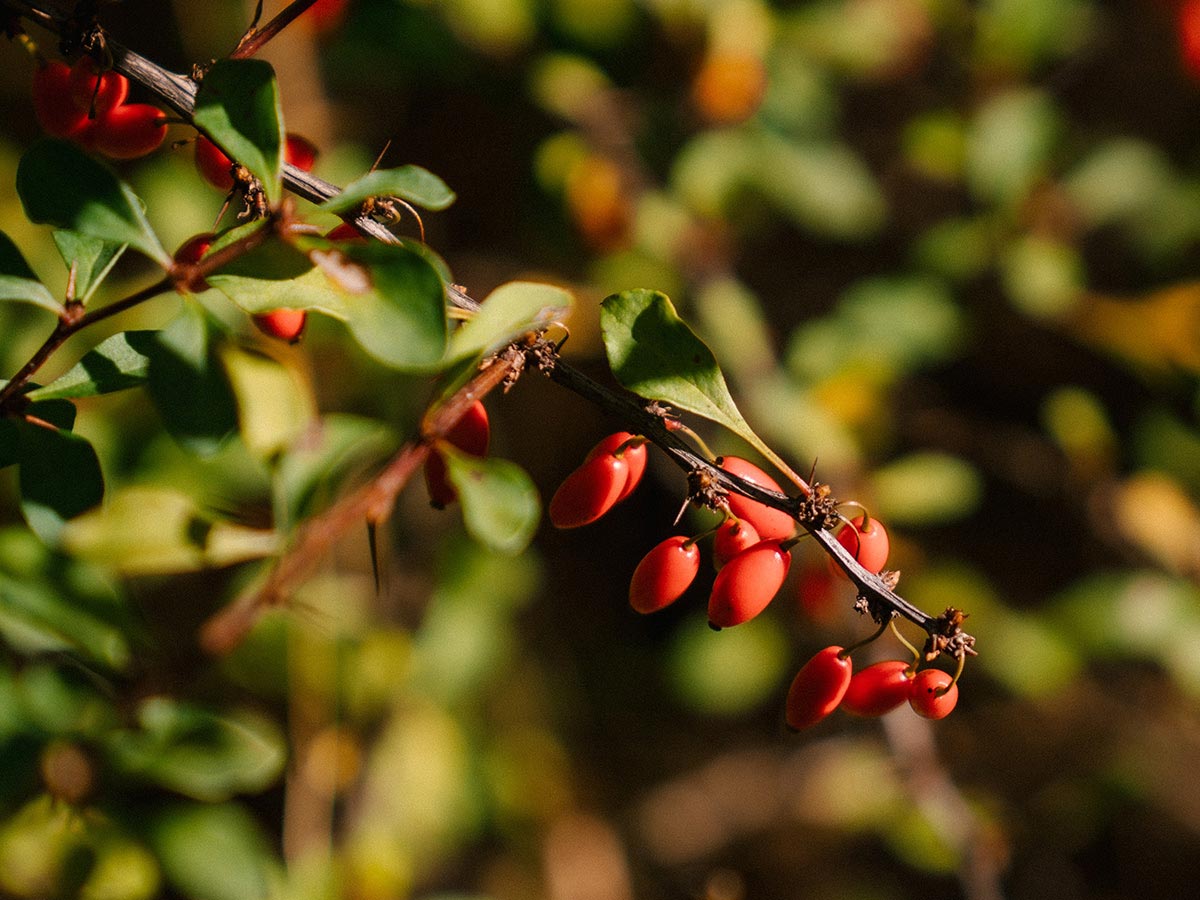 Uso Medicinal del Agracejo - Salud y Homeopatía : MiSabueso.com