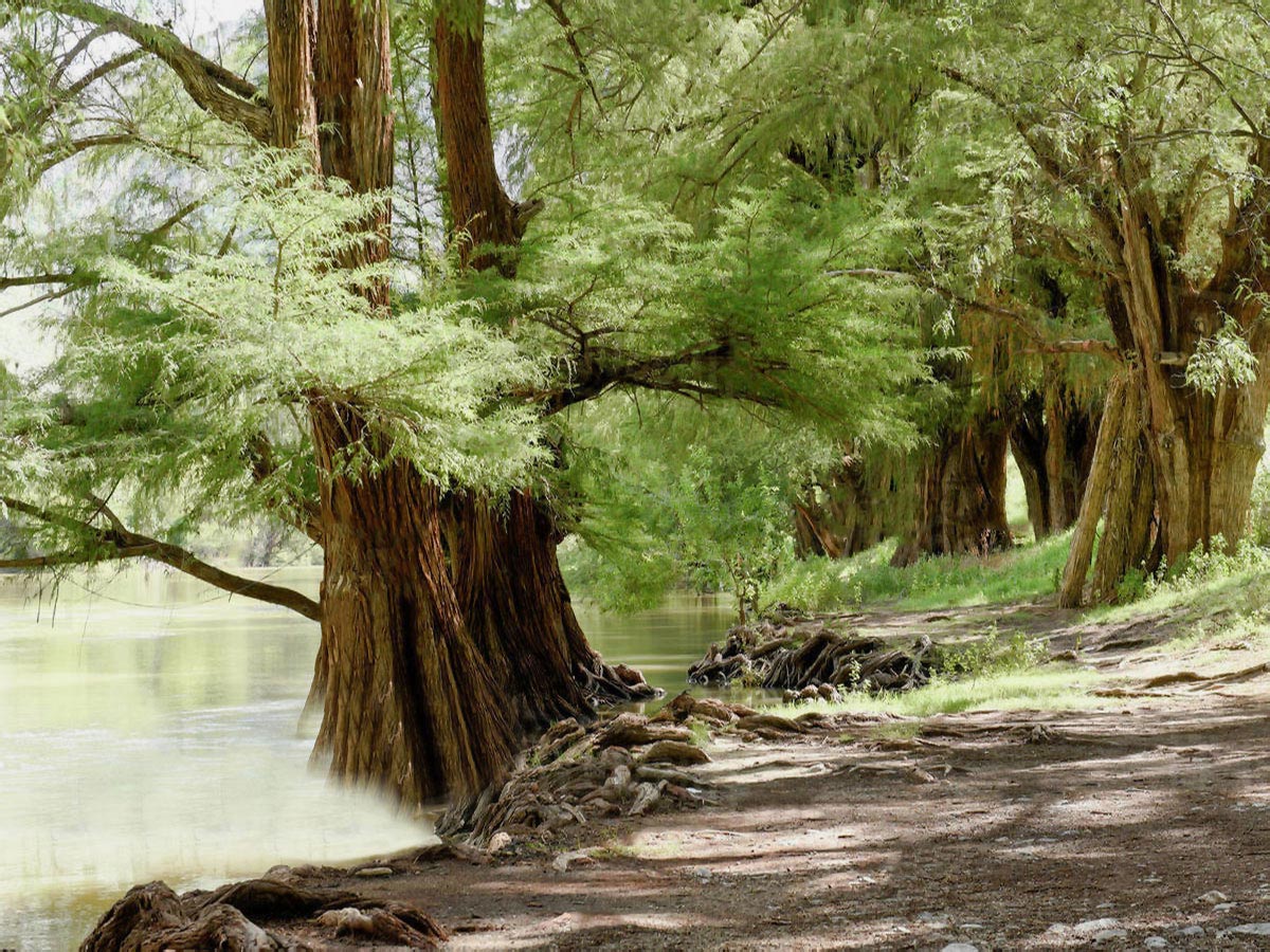 Usos Medicinales del Ahuehuete - Salud y Homeopatía : MiSabueso.com