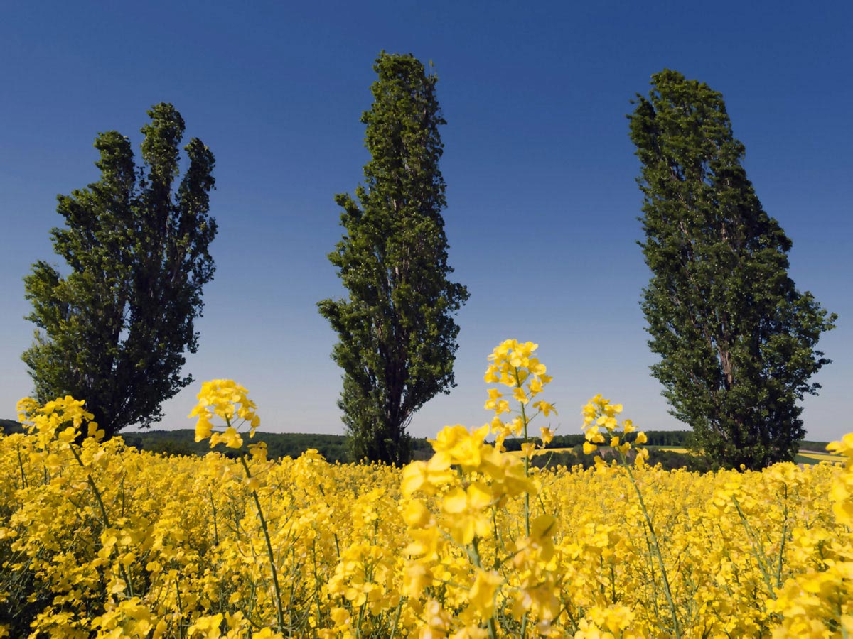 Usos Medicinales del Álamo - Salud y Homeopatía : MiSabueso.com