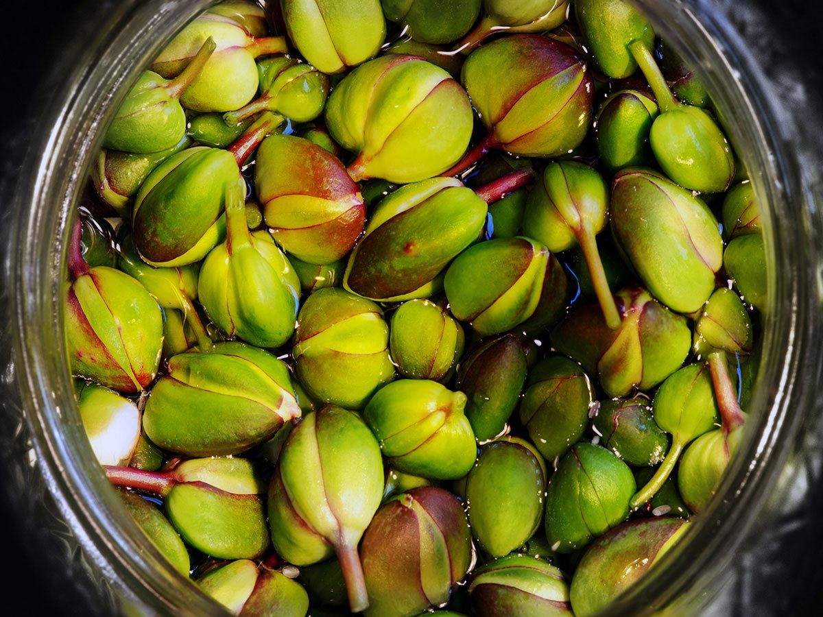 Usos Medicinales de la Alcaparra - Salud y Homeopatía : MiSabueso.com