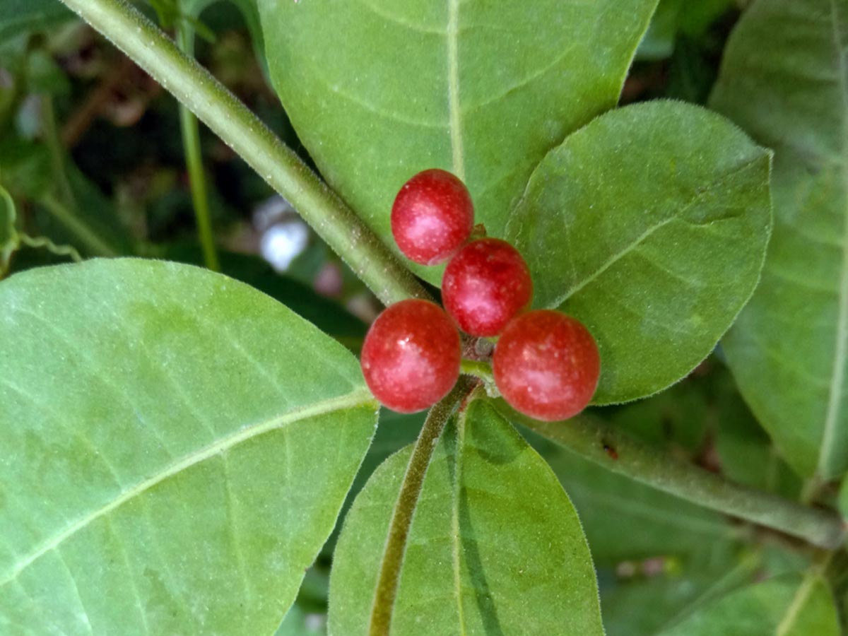 Usos Medicinales del Alcotán - Salud y Homeopatía : MiSabueso.com