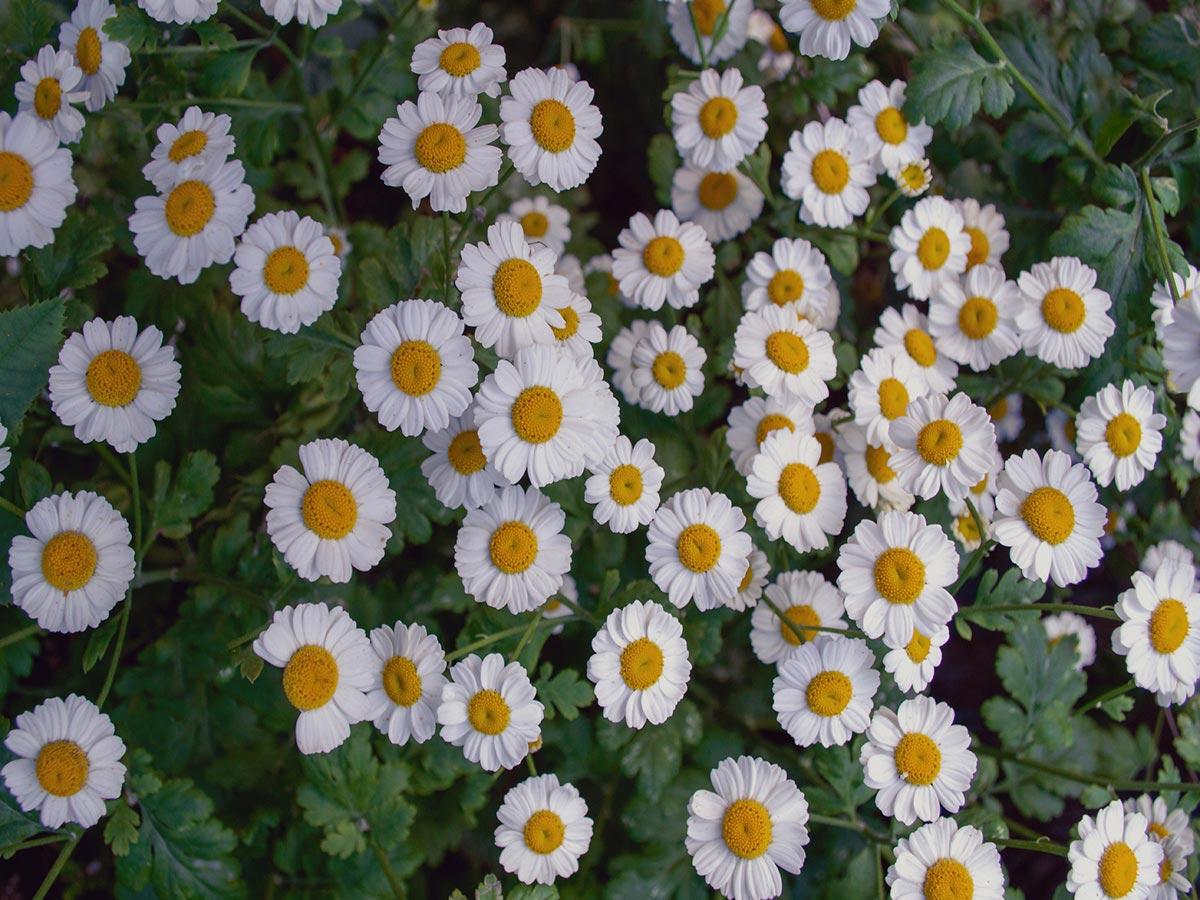 Uso Medicinal de la Altamisa - Salud y Homeopatía : MiSabueso.com