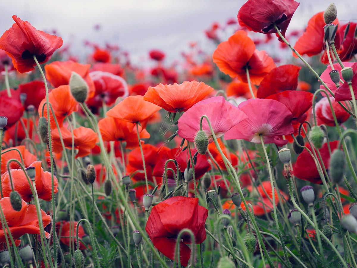 Usos Medicinales de la Amapola - Salud y Homeopatía : MiSabueso.com