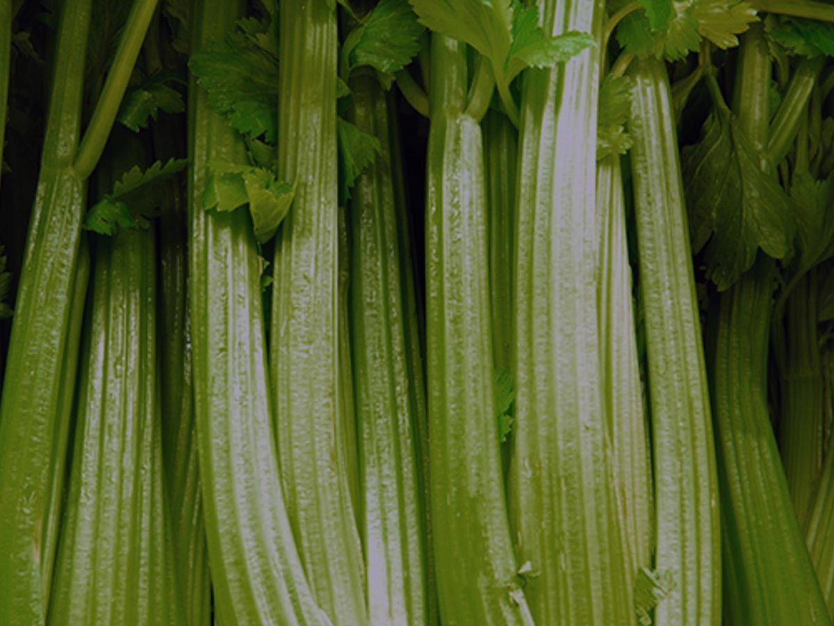 Uso Medicinal del Apio - Salud y Homeopatía : MiSabueso.com