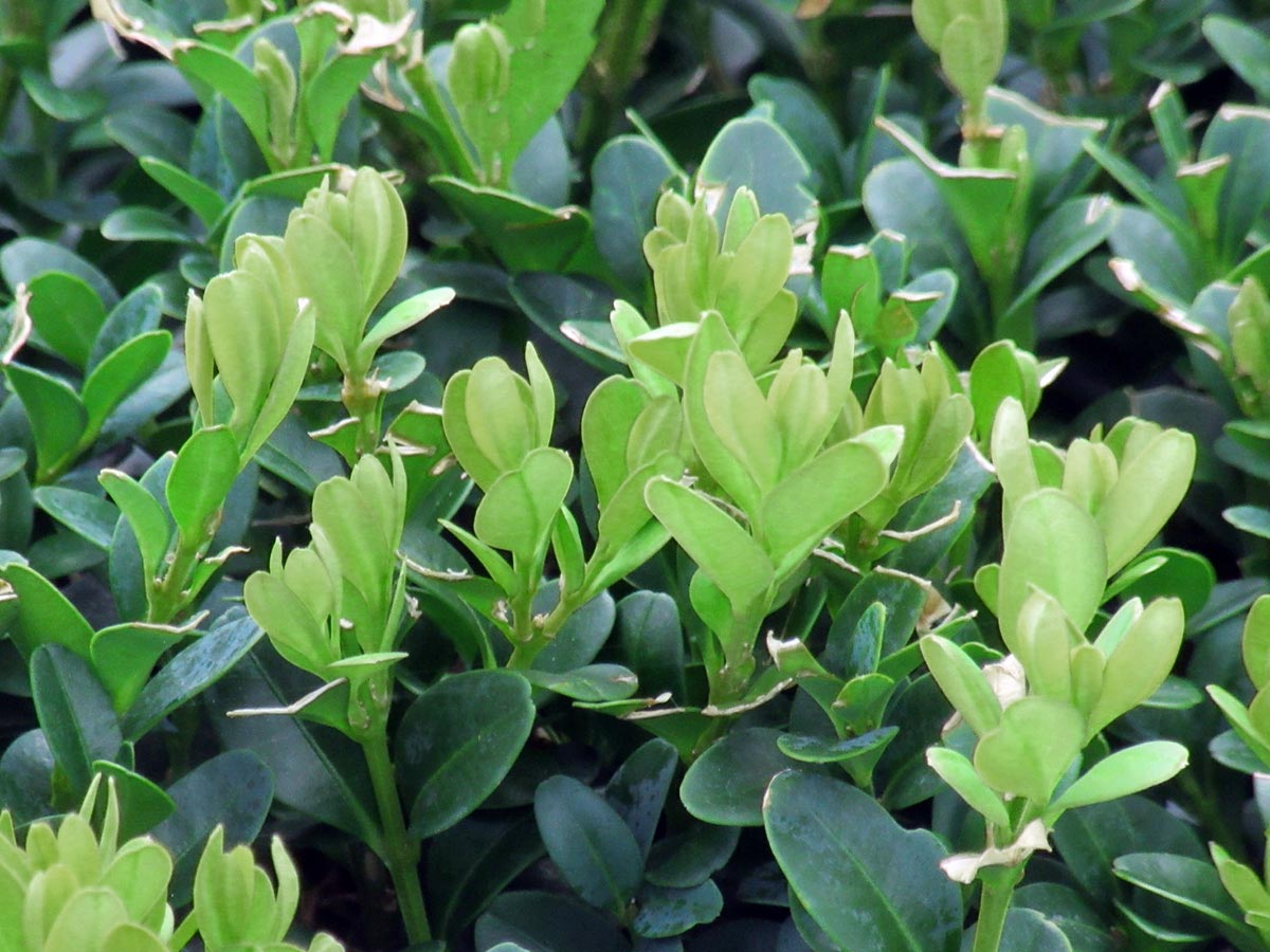 Usos Medicinales del Boj - Salud y Homeopatía : MiSabueso.com