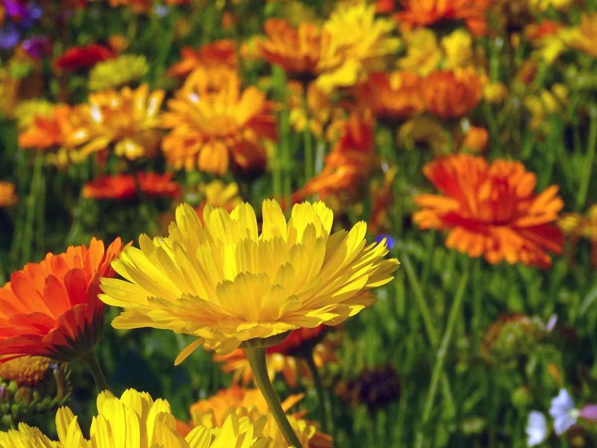 Uso Medicinal de la Caléndula. - Salud y Homeopatía : MiSabueso.com