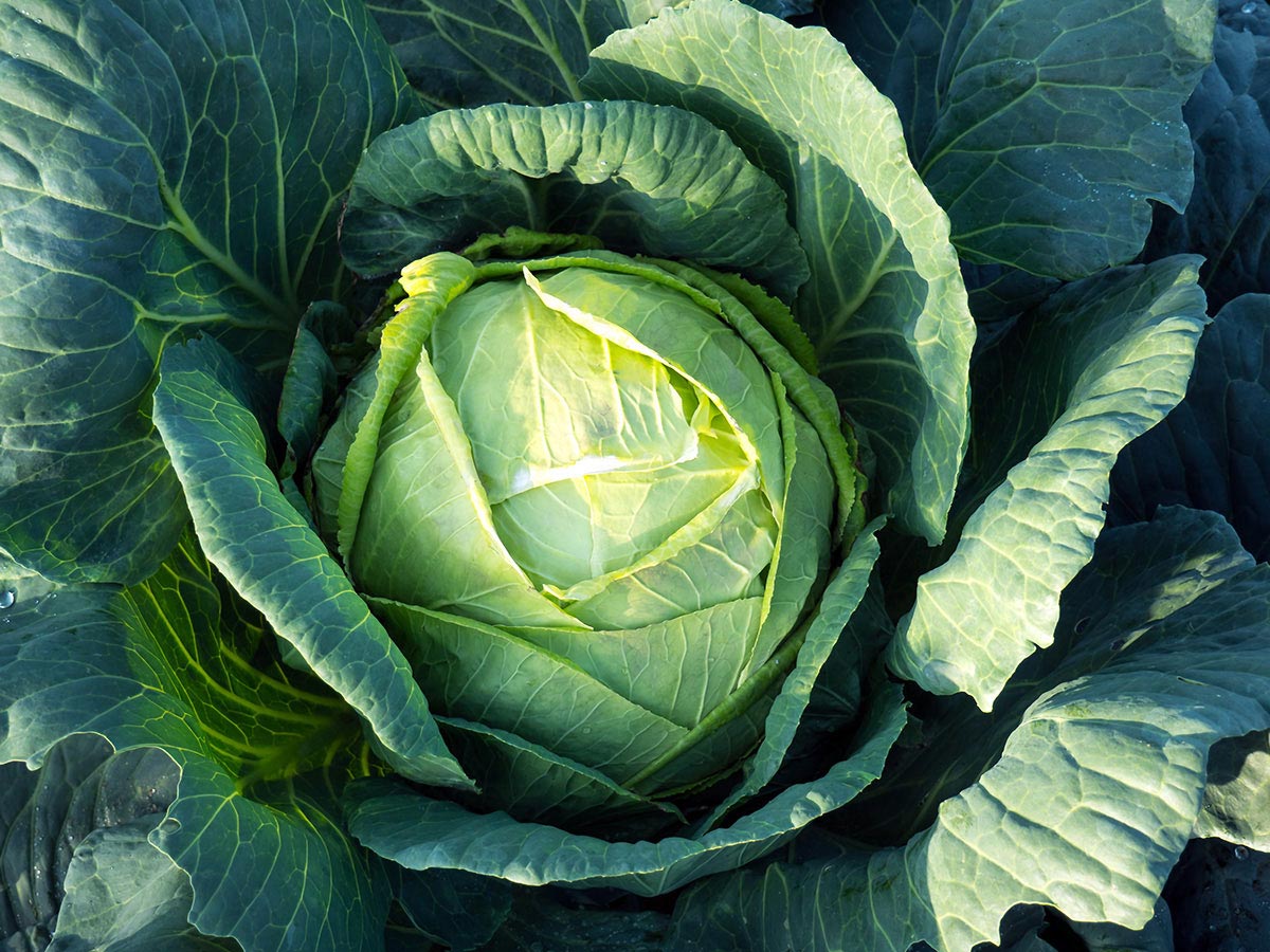 Usos Medicinales de la Col - Salud y Homeopatía : MiSabueso.com