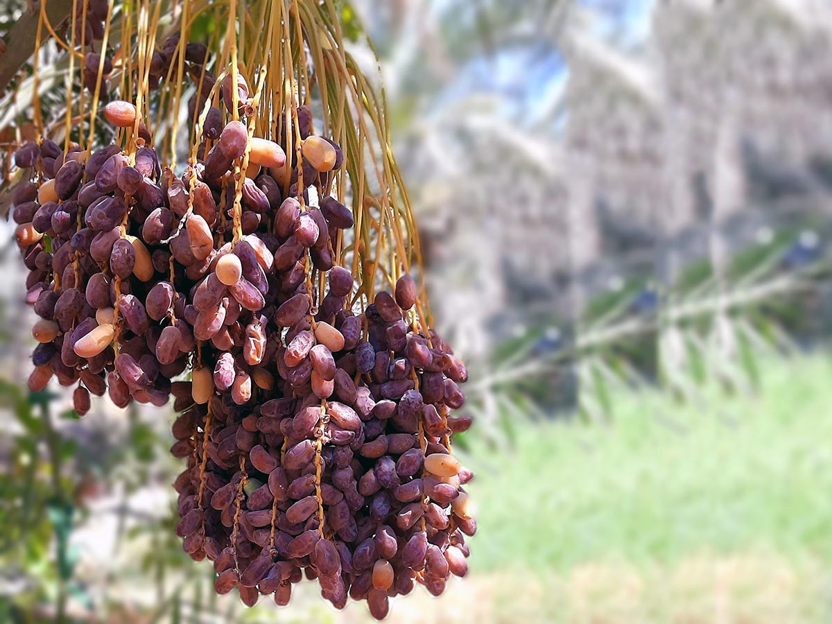 Usos Medicinales del Dátil - Salud y Homeopatía : MiSabueso.com