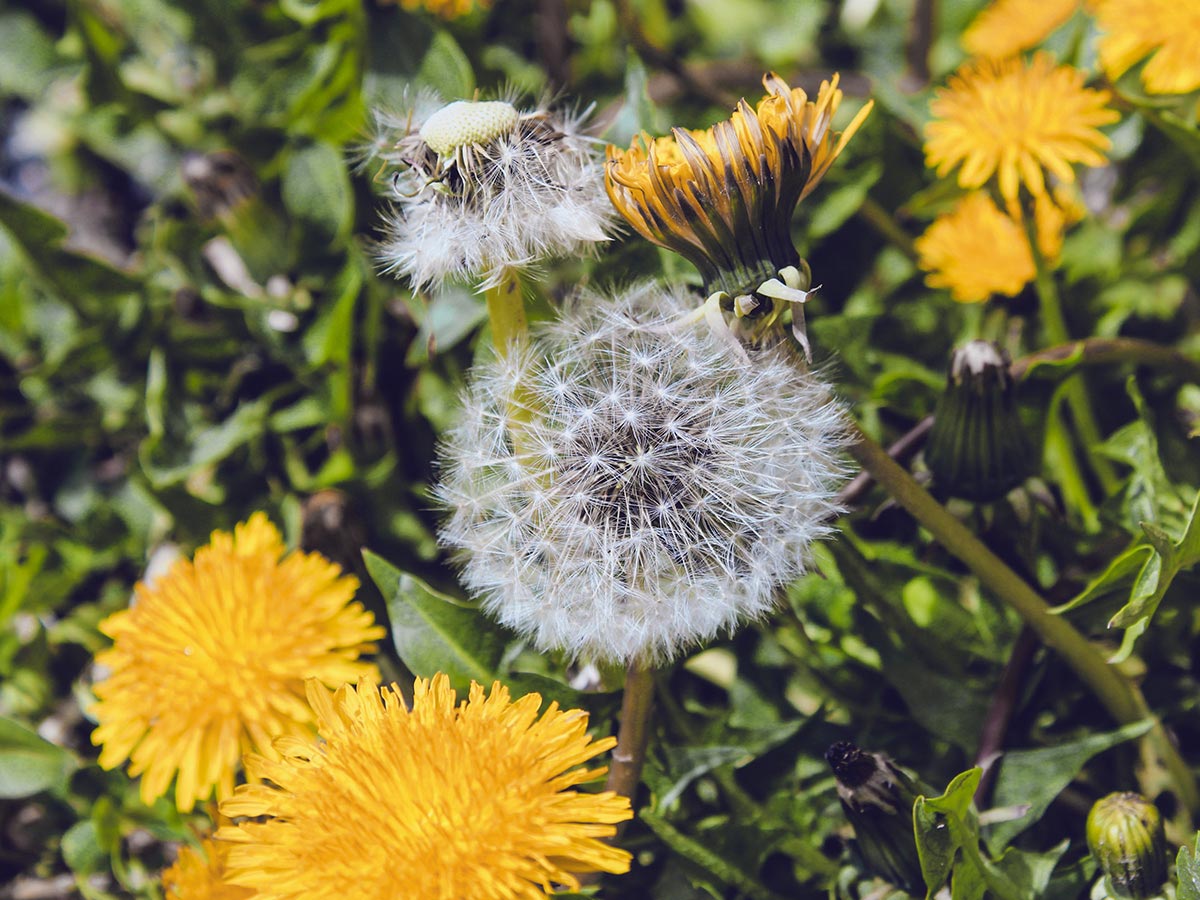 Usos Medicinales del Diente de León - Salud y Homeopatía : MiSabueso.com