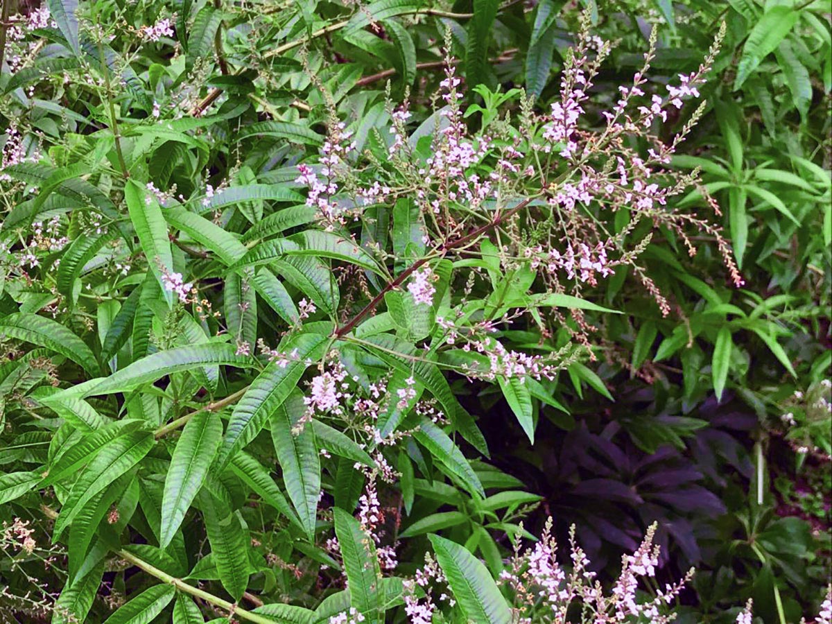 Usos Medicinales de la Hierba Luisa - Salud y Homeopatía : MiSabueso.com