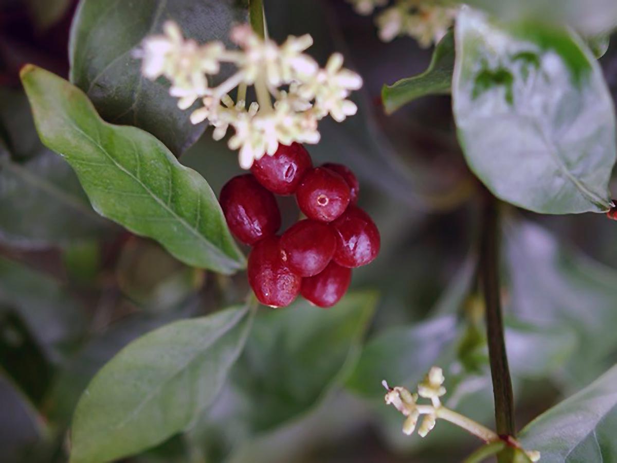 Usos Medicinales de la Ipecacuana - Salud y Homeopatía : MiSabueso.com