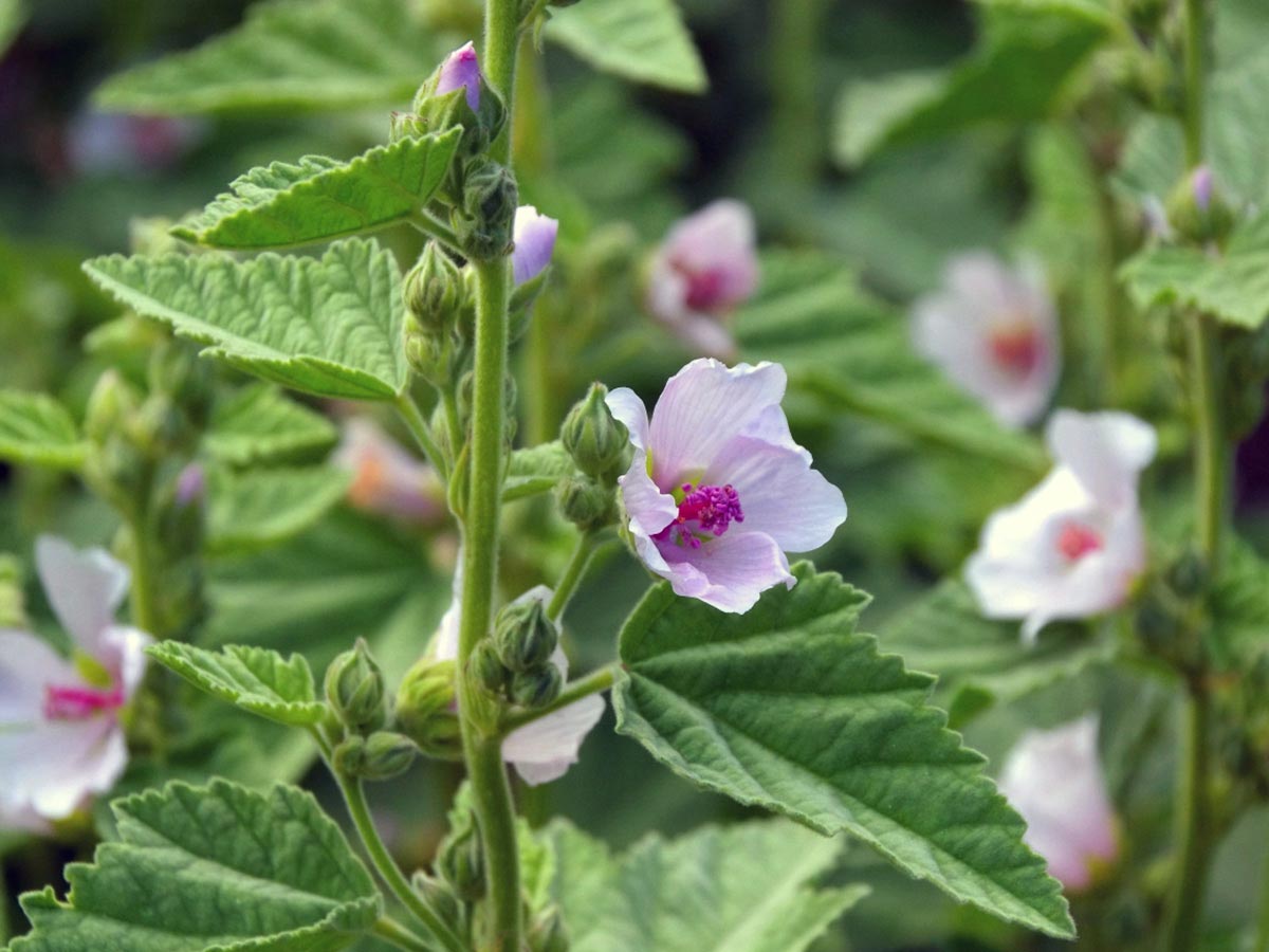 Usos Medicinales del Malvavisco - Salud y Homeopatía : MiSabueso.com