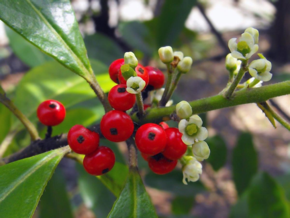 Usos Medicinales del Mate - Salud y Homeopatía : MiSabueso.com