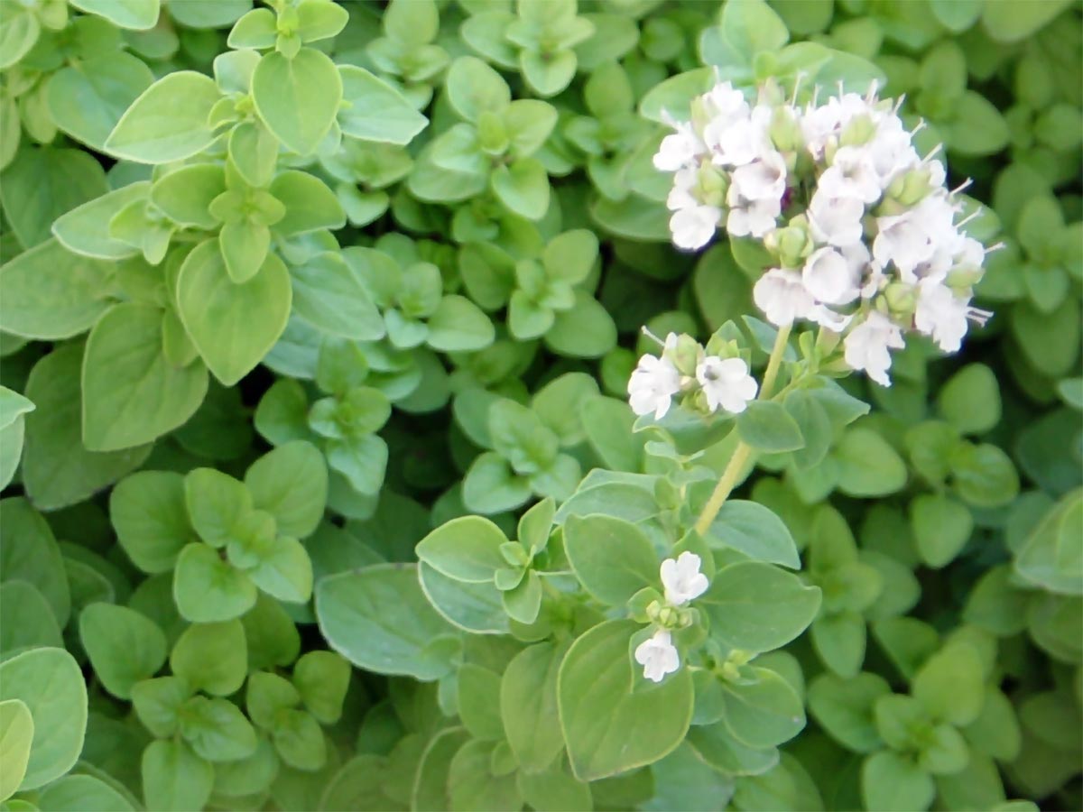 Uso Medicinal de la Mejorana - Salud y Homeopatía : MiSabueso.com