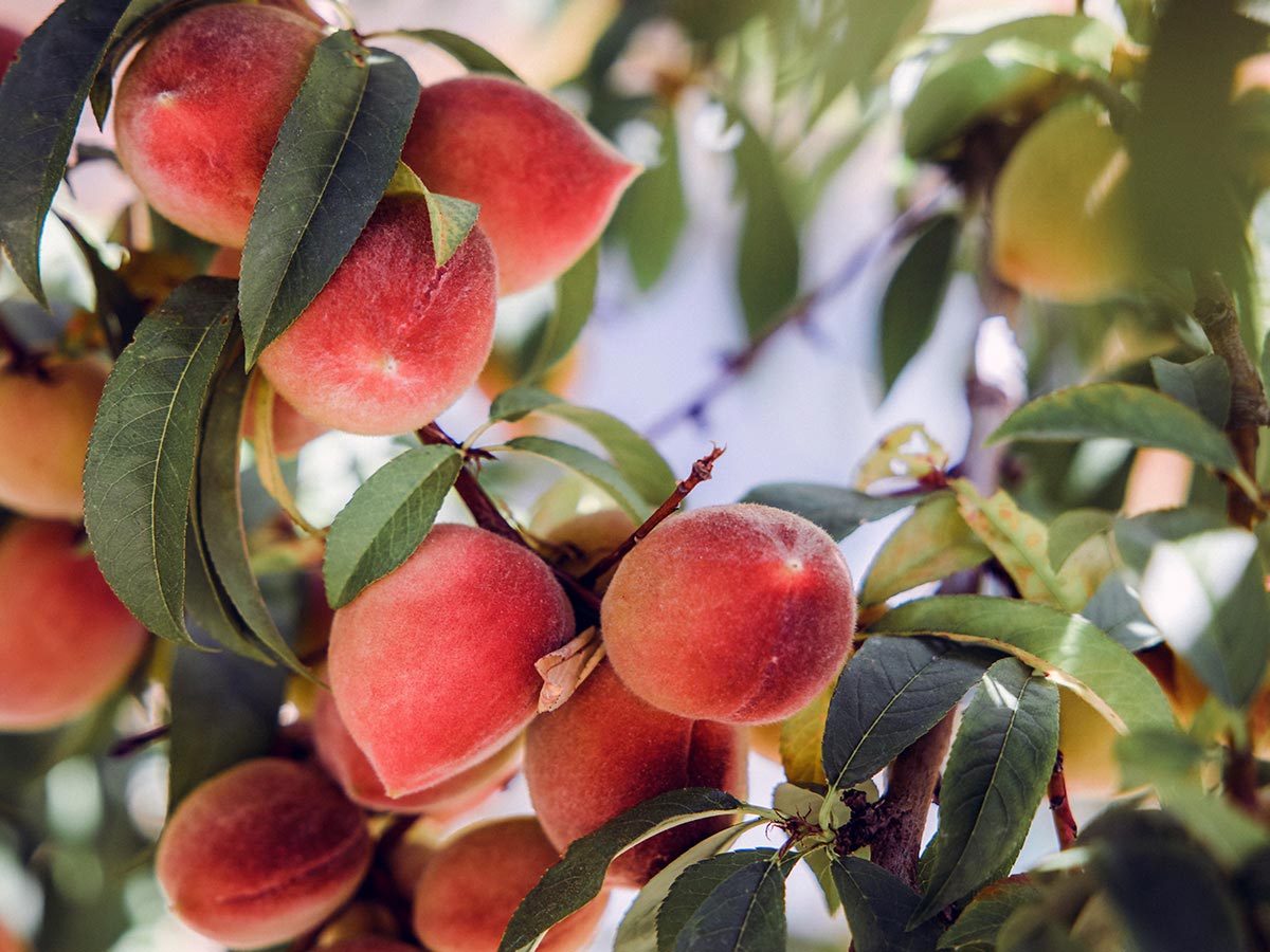 Usos Medicinales del Melocotón - Salud y Homeopatía : MiSabueso.com