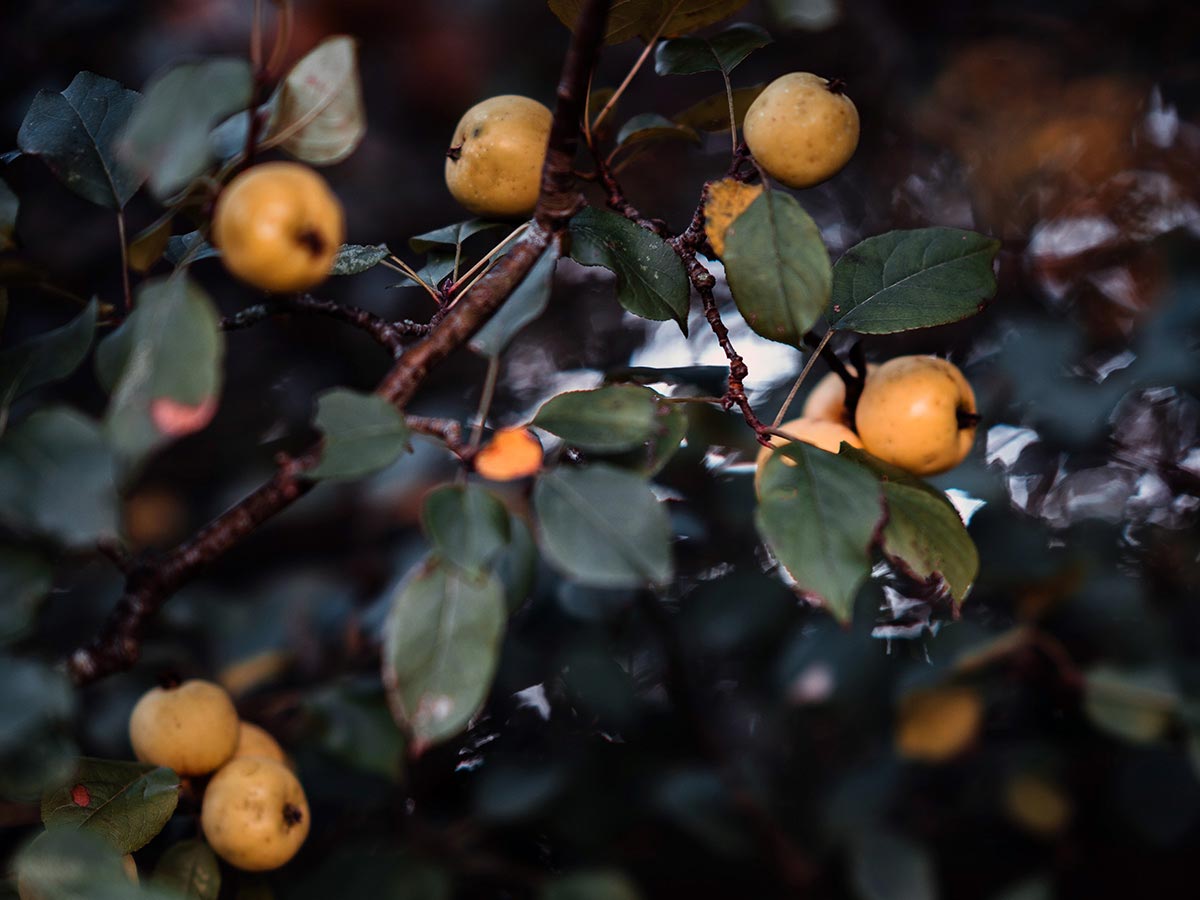 Usos Medicinales del Membrillo - Salud y Homeopatía : MiSabueso.com