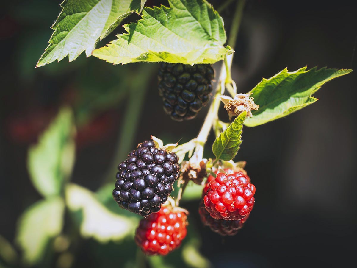 Uso Medicinal de la Mora - Salud y Homeopatía : MiSabueso.com