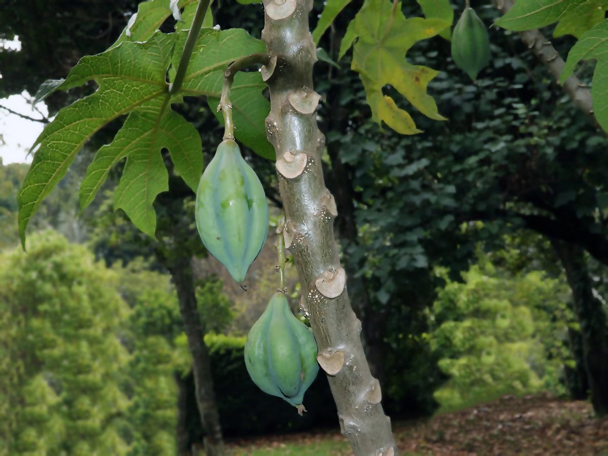 Usos Medicinales de la Papayuela - Salud y Homeopatía : MiSabueso.com