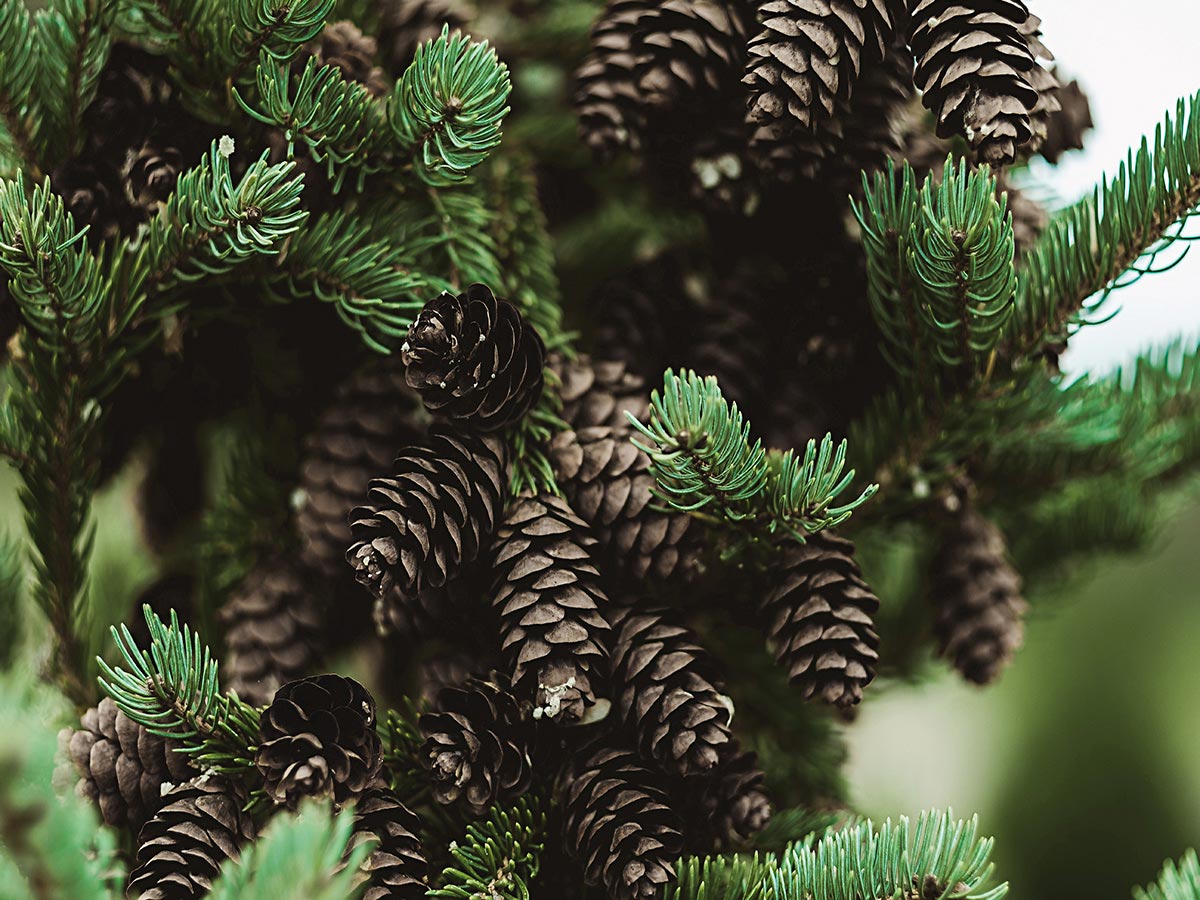 Usos Medicinales del Pino - Salud y Homeopatía : MiSabueso.com