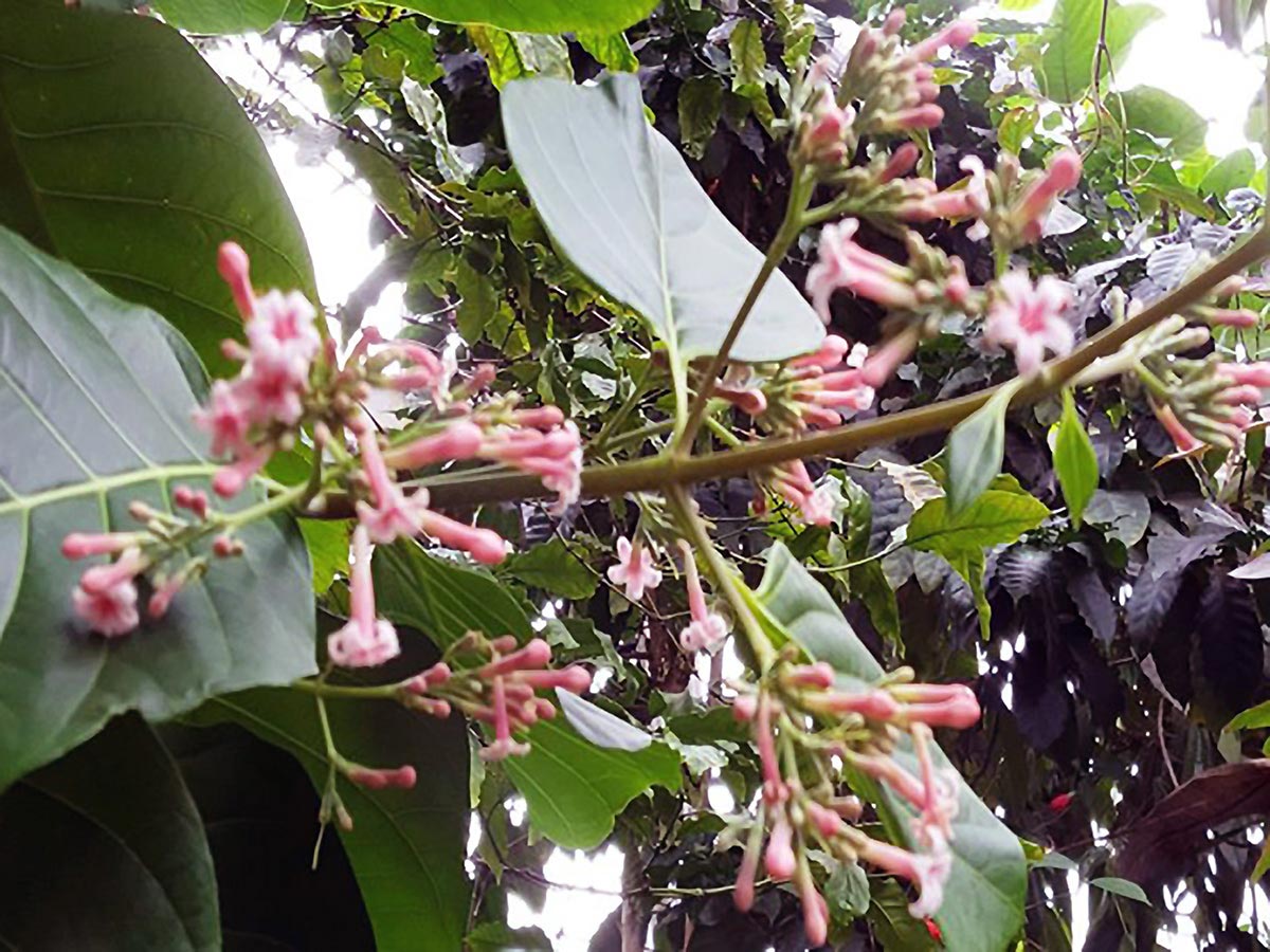 Usos Medicinales de la Quinina - Salud y Homeopatía : MiSabueso.com