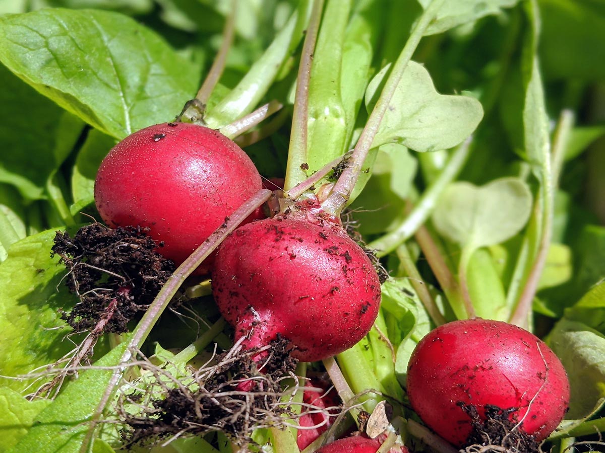 Uso Medicinal del Rábano - Salud y Homeopatía : MiSabueso.com