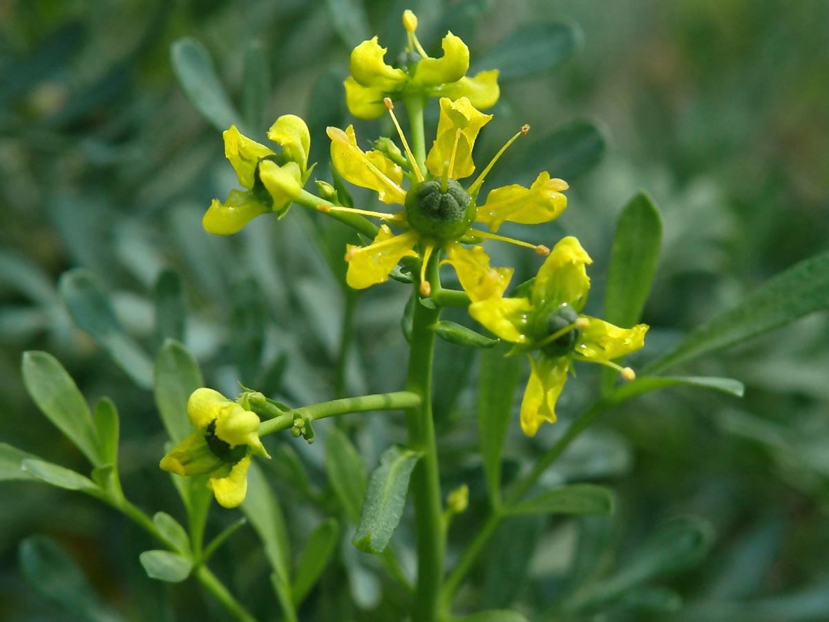 Usos Medicinales de la Ruda - Salud y Homeopatía : MiSabueso.com