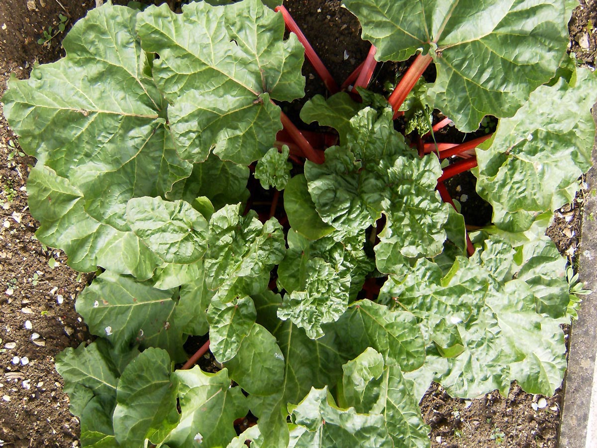 Uso Medicinal del Ruibarbo - Salud y Homeopatía : MiSabueso.com