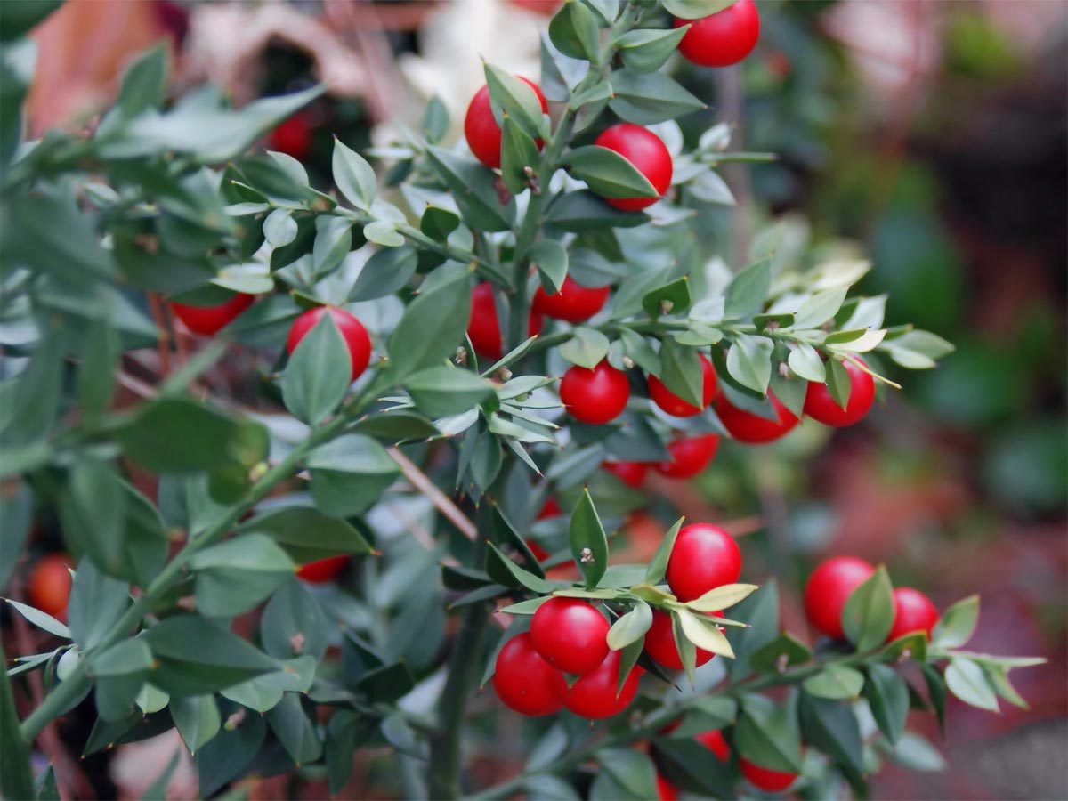 Usos Medicinales del Rusco - Salud y Homeopatía : MiSabueso.com