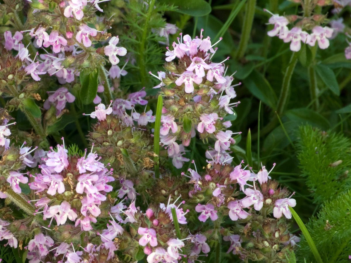 Usos Medicinales del Serpol - Salud y Homeopatía : MiSabueso.com