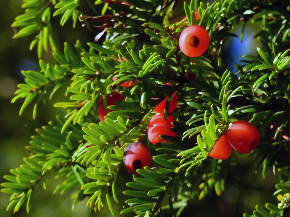 Usos Medicinales del Tejo - Salud y Homeopatía : MiSabueso.com