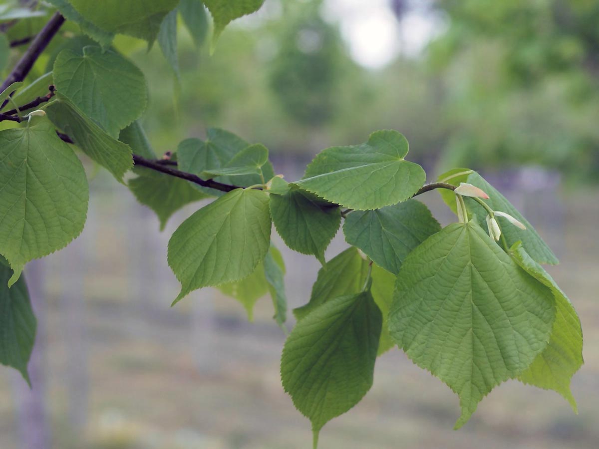 Uso Medicinal del Tilo - Salud y Homeopatía : MiSabueso.com