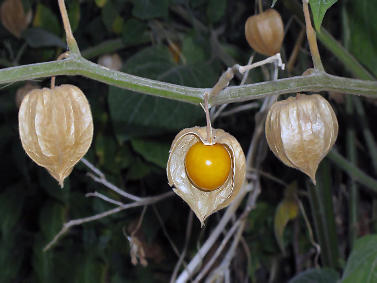 Usos Medicinales de la Uchuva - Salud y Homeopatía : MiSabueso.com