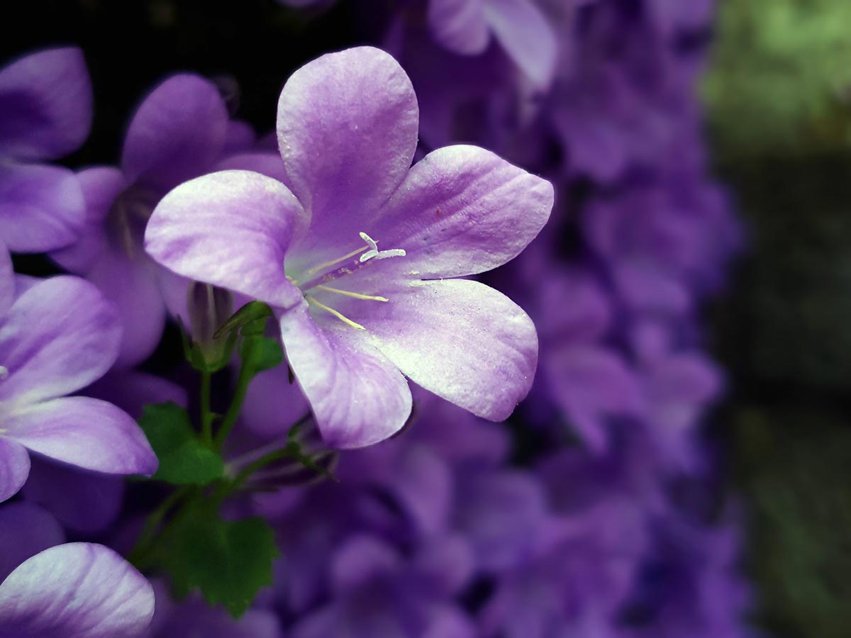 Usos terapéuticos de la Violeta - Salud y Homeopatía : MiSabueso.com