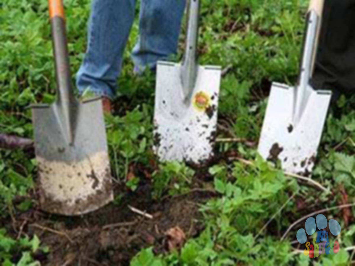 Soñar con Cavar | Significado de los Sueños | MiSabueso