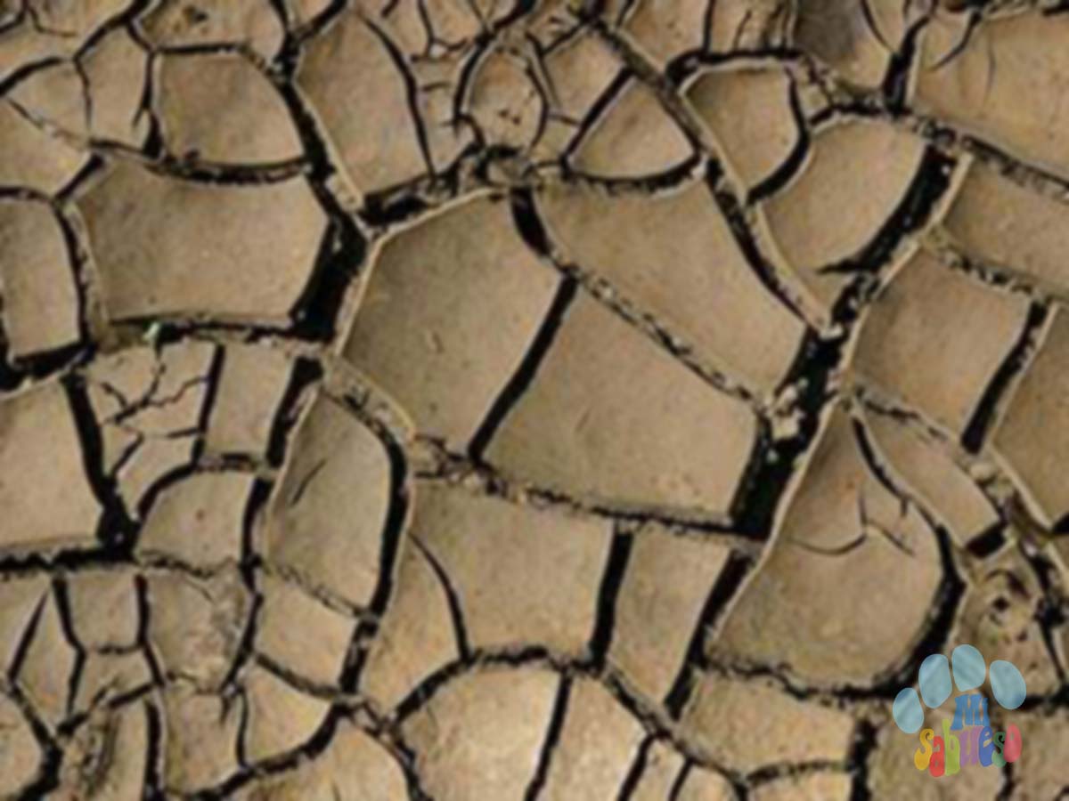 Soñar con Fango | Significado de los Sueños | MiSabueso