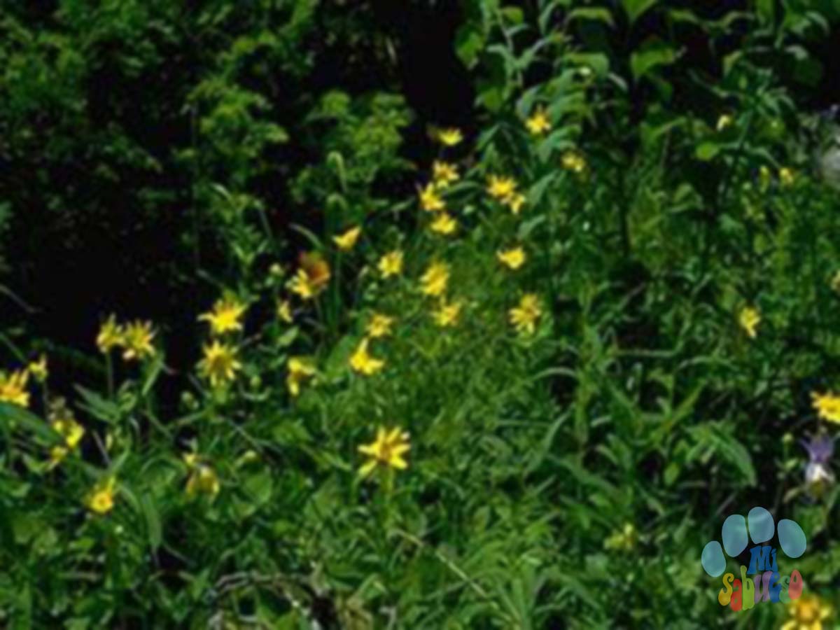 Soñar con Maleza | Significado de los Sueños | MiSabueso