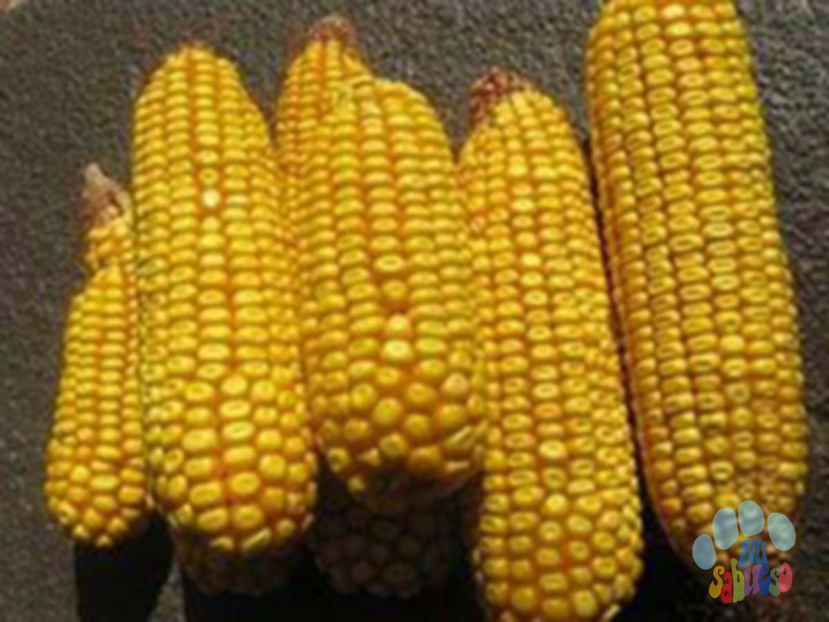 Soñar con Mazorca | Significado de los Sueños | MiSabueso