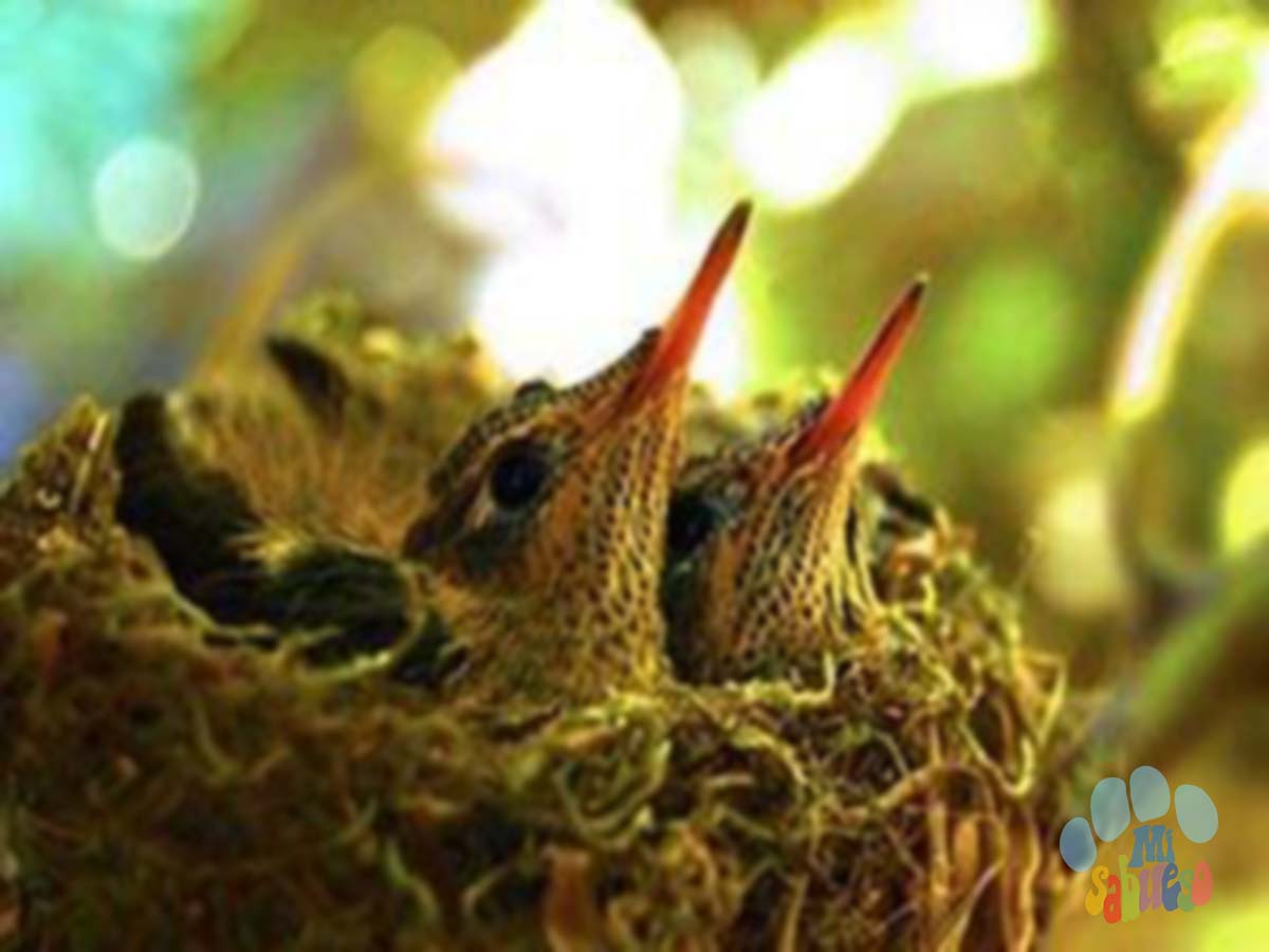 Soñar con Nido | Significado de los Sueños | MiSabueso