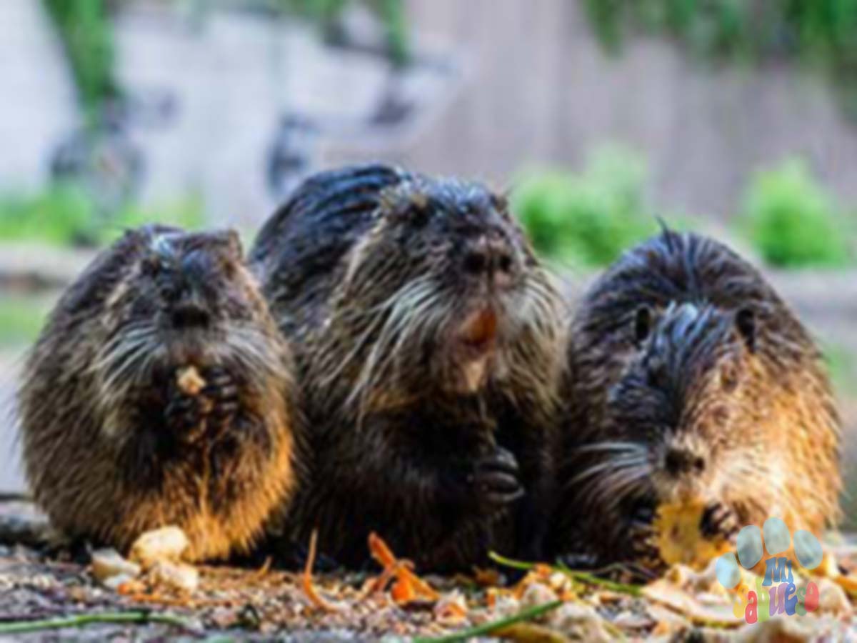 Soñar con Nutria | Significado de los Sueños | MiSabueso