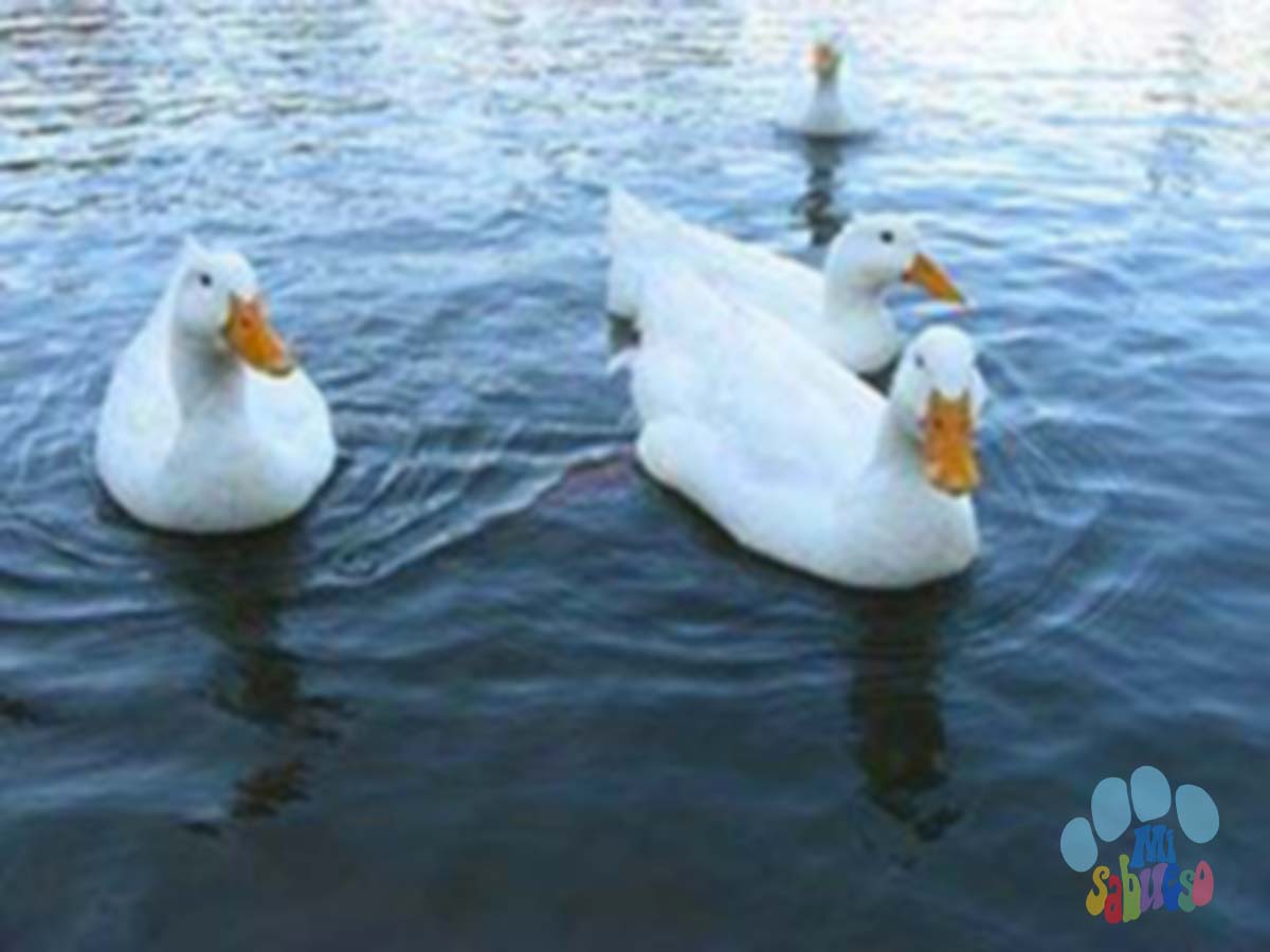 Soñar con Patos | Significado de los Sueños | MiSabueso