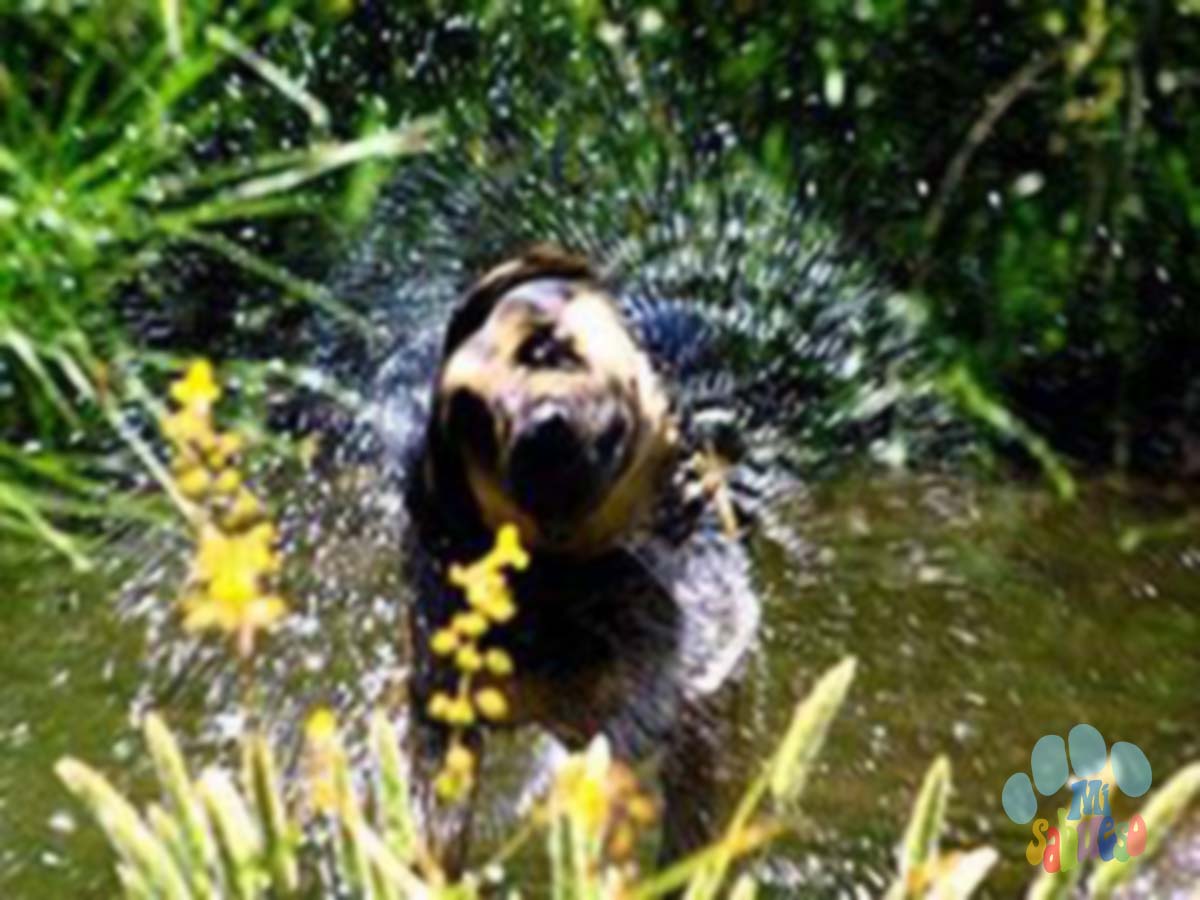 Soñar con Sacudir | Significado de los Sueños | MiSabueso