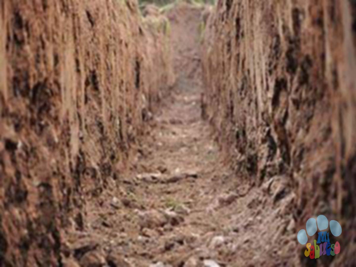 Soñar con Surco | Significado de los Sueños | MiSabueso