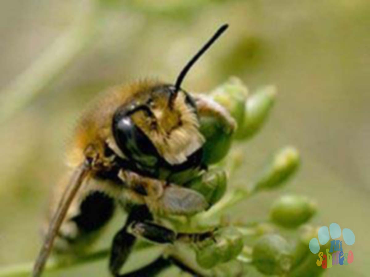 Soñar con Zángano | Significado de los Sueños | MiSabueso