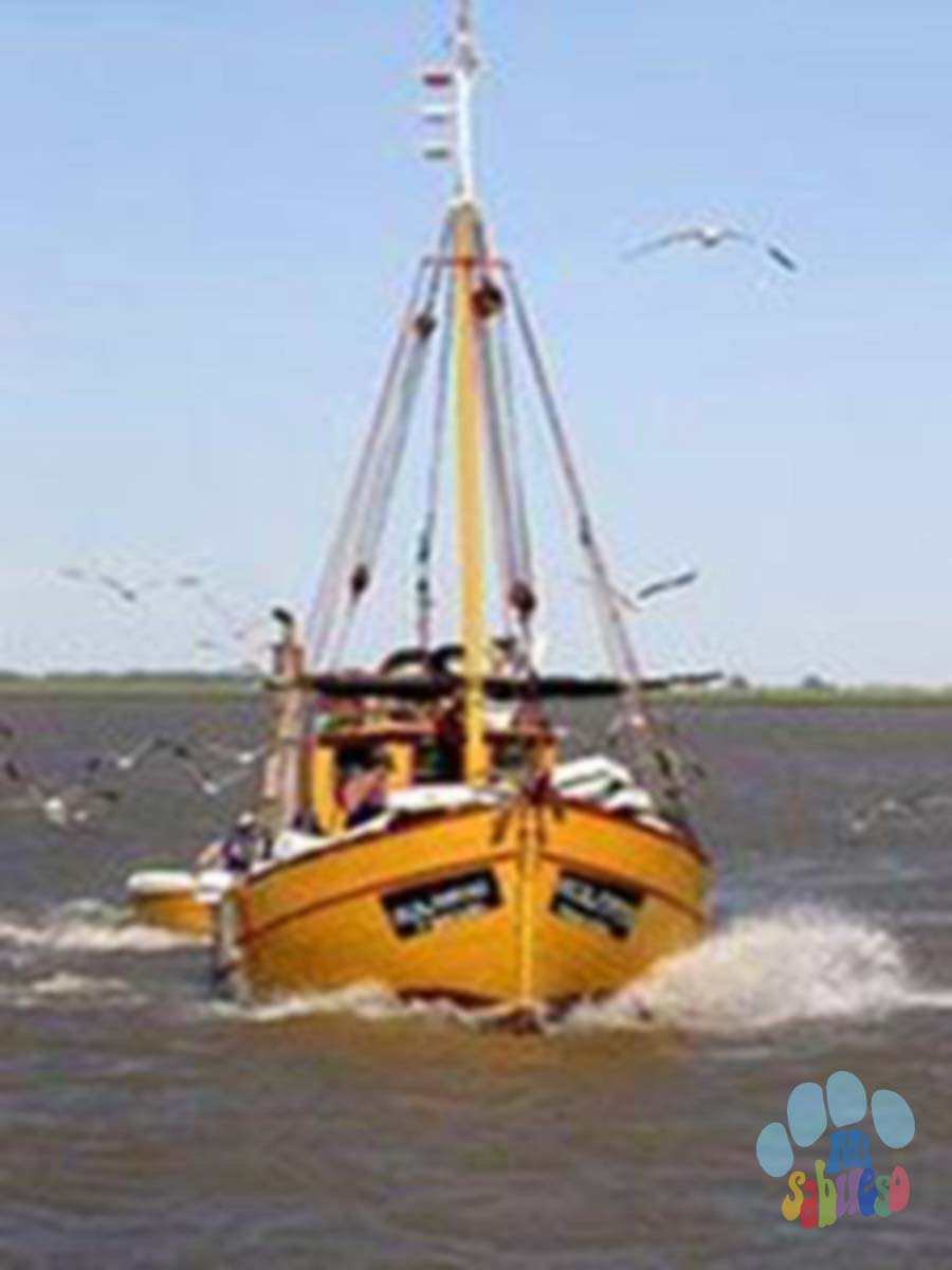 Soñar con Zarpar | Significado de los Sueños | MiSabueso